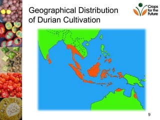 High-value differentiation of durian: Are we missing an opportunity? | PPTX
