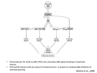 ( Dissertation) Abscisic acid signaling in guard cell movement. | PPTX