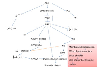 ( Dissertation) Abscisic acid signaling in guard cell movement. | PPTX