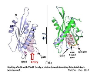 ( Dissertation) Abscisic acid signaling in guard cell movement. | PPTX