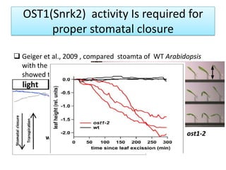 ( Dissertation) Abscisic acid signaling in guard cell movement. | PPTX