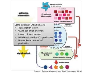 ( Dissertation) Abscisic acid signaling in guard cell movement. | PPTX