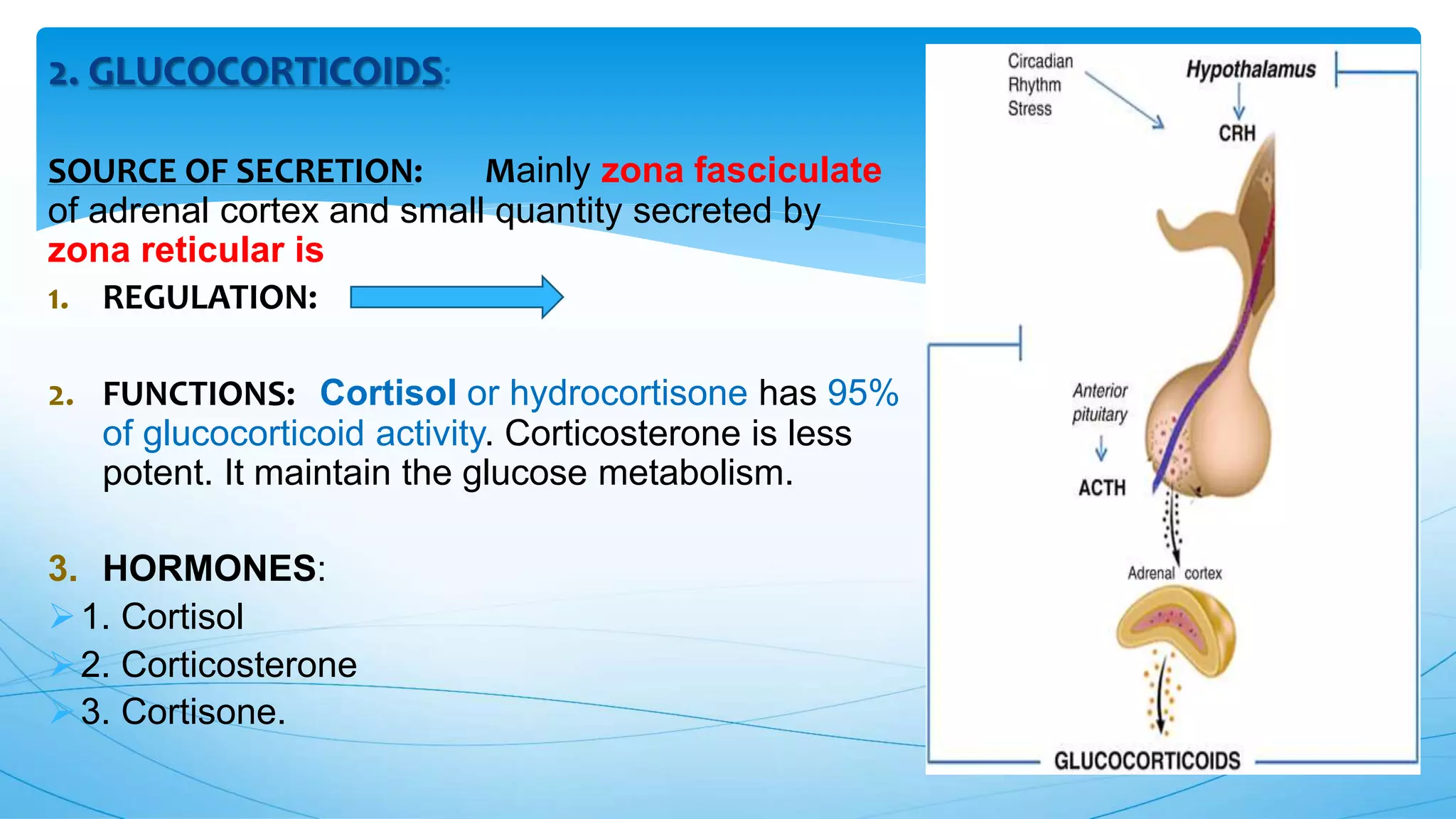 Adrenal gland | PPTX