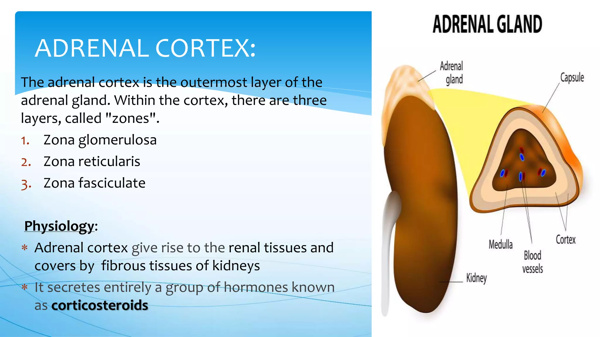 Adrenal gland | PPTX