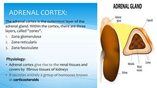 Adrenal gland | PPTX