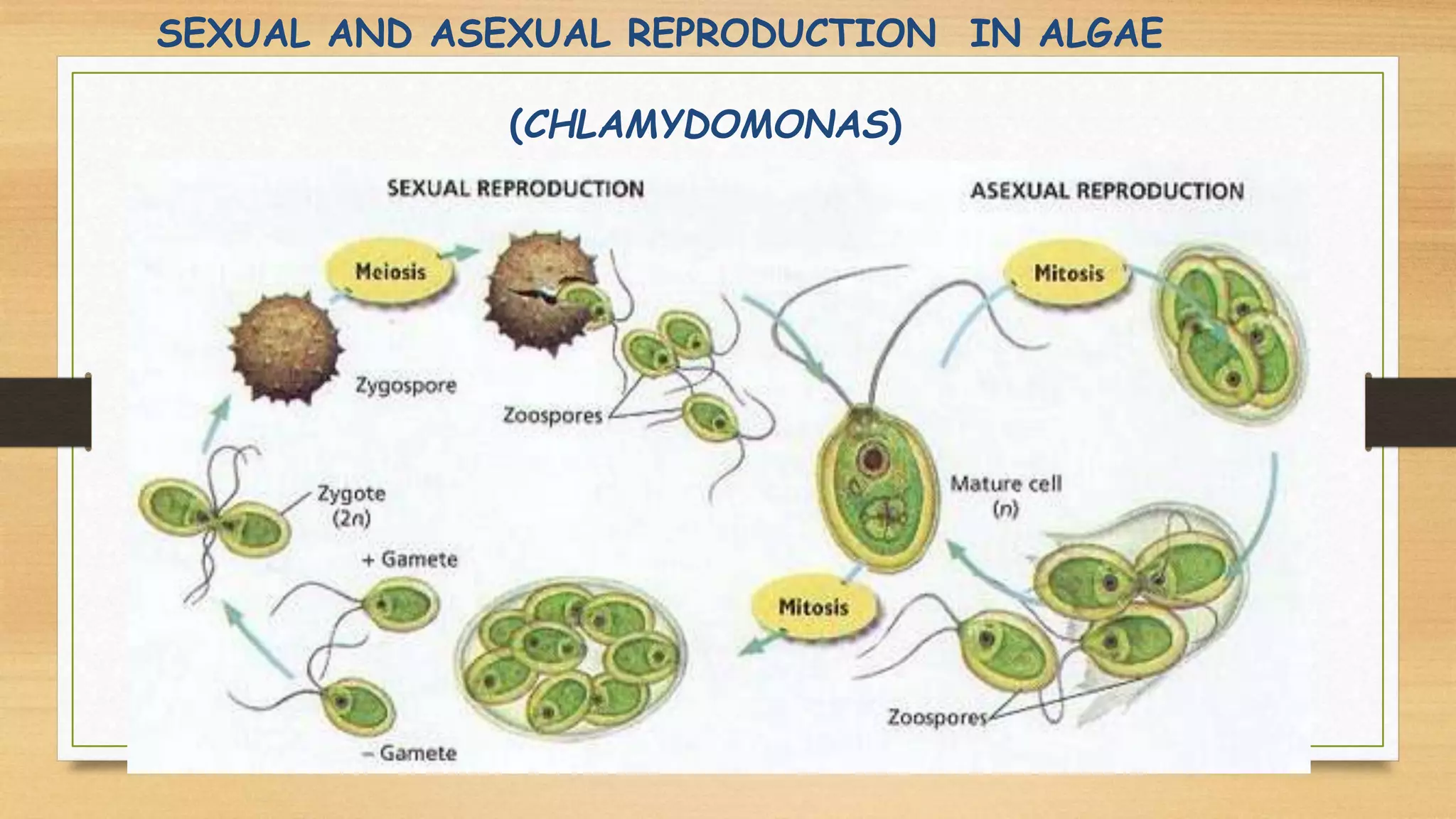 Kingdom Plantae || Division Algae or Thallophyta || Botany Ppt | PPTX