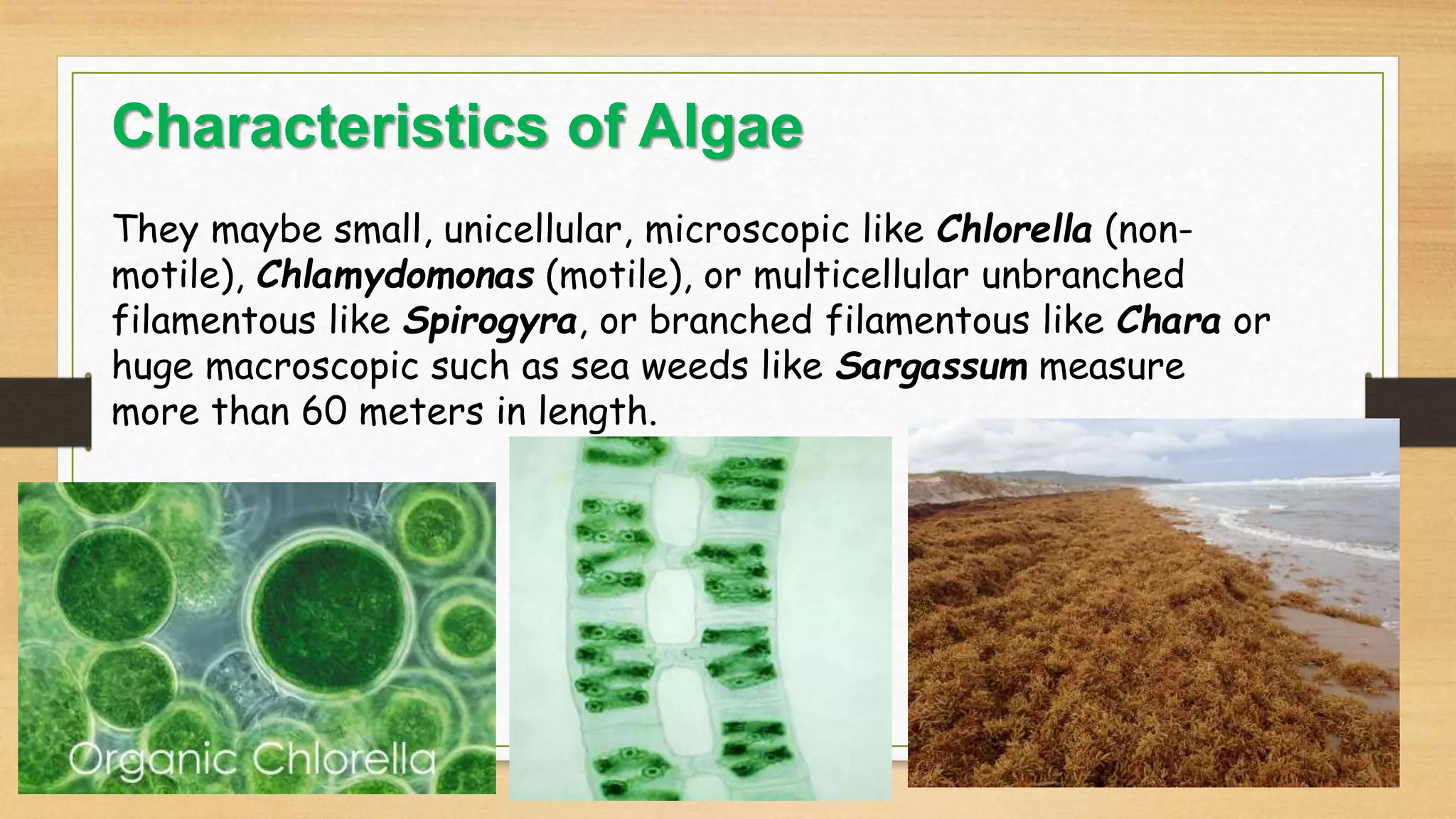 Kingdom Plantae || Division Algae or Thallophyta || Botany Ppt | PPTX