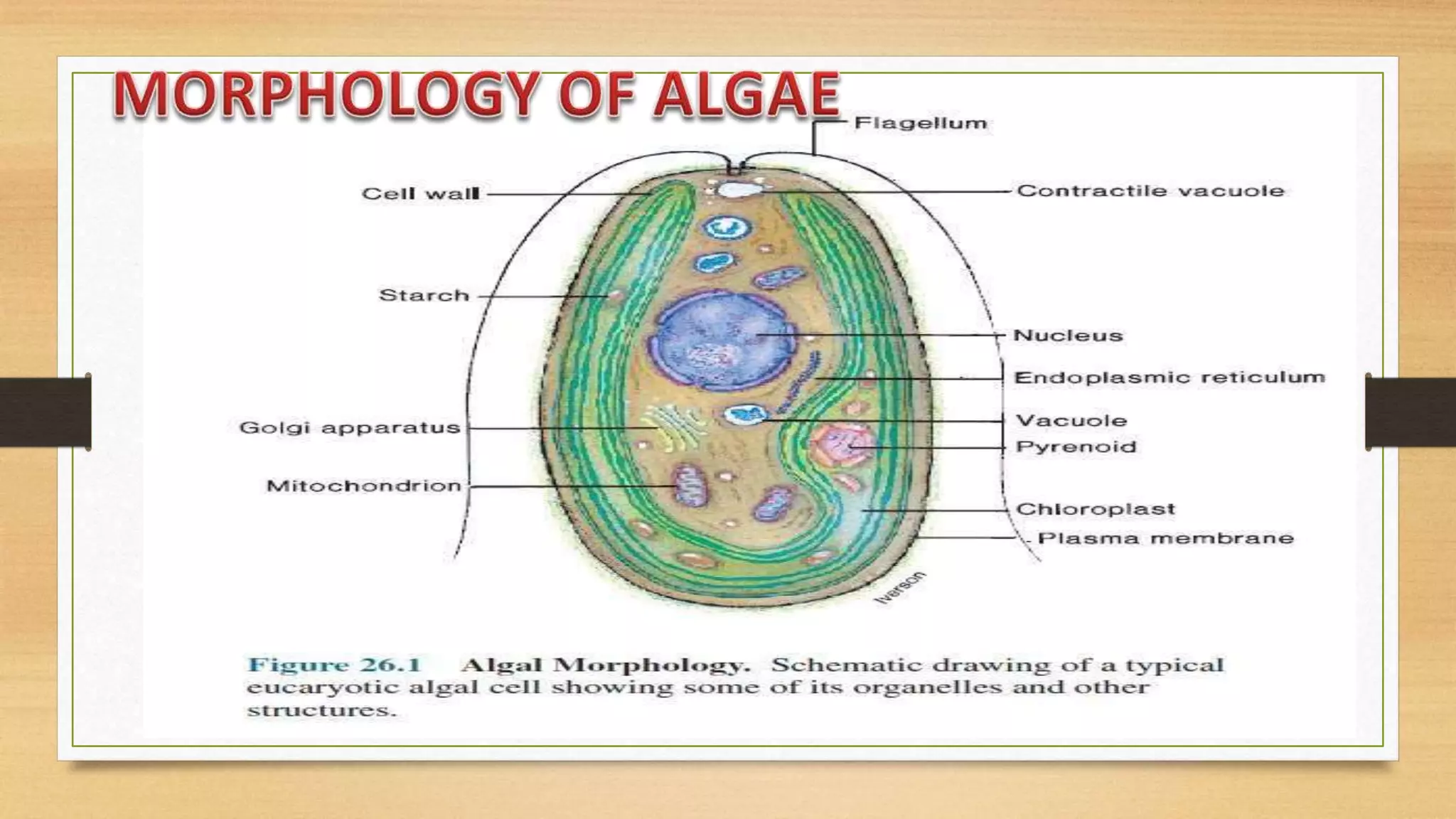 Kingdom Plantae || Division Algae or Thallophyta || Botany Ppt | PPTX