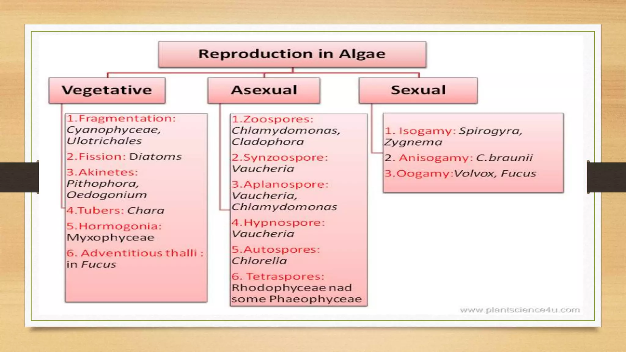 Kingdom Plantae || Division Algae or Thallophyta || Botany Ppt | PPTX