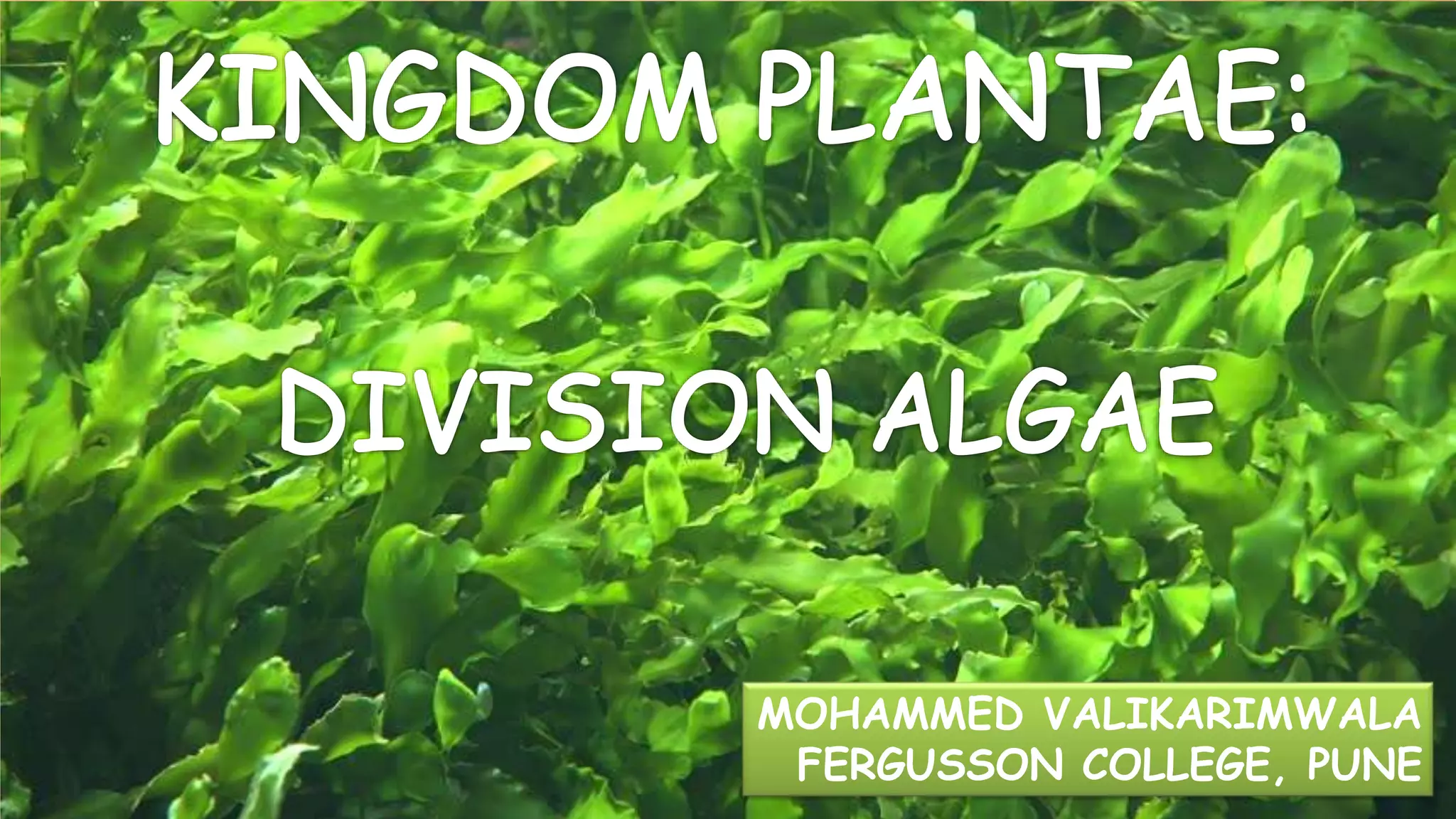 Kingdom Plantae || Division Algae or Thallophyta || Botany Ppt | PPT