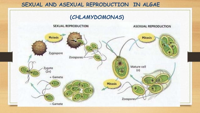 Kingdom Plantae || Division Algae or Thallophyta || Botany Ppt | PPTX