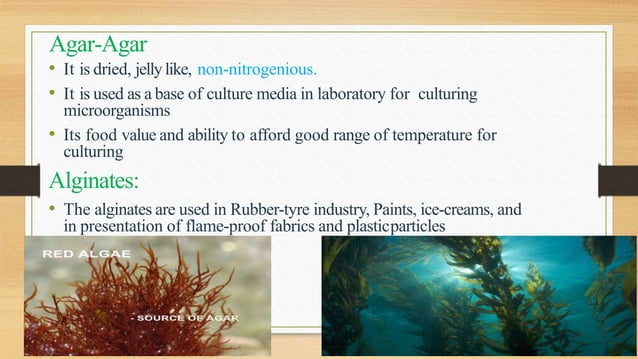 Kingdom Plantae || Division Algae or Thallophyta || Botany Ppt | PPTX