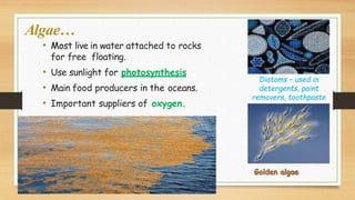 Kingdom Plantae || Division Algae or Thallophyta || Botany Ppt | PPTX