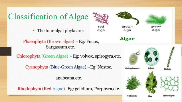 Kingdom Plantae || Division Algae or Thallophyta || Botany Ppt | PPTX