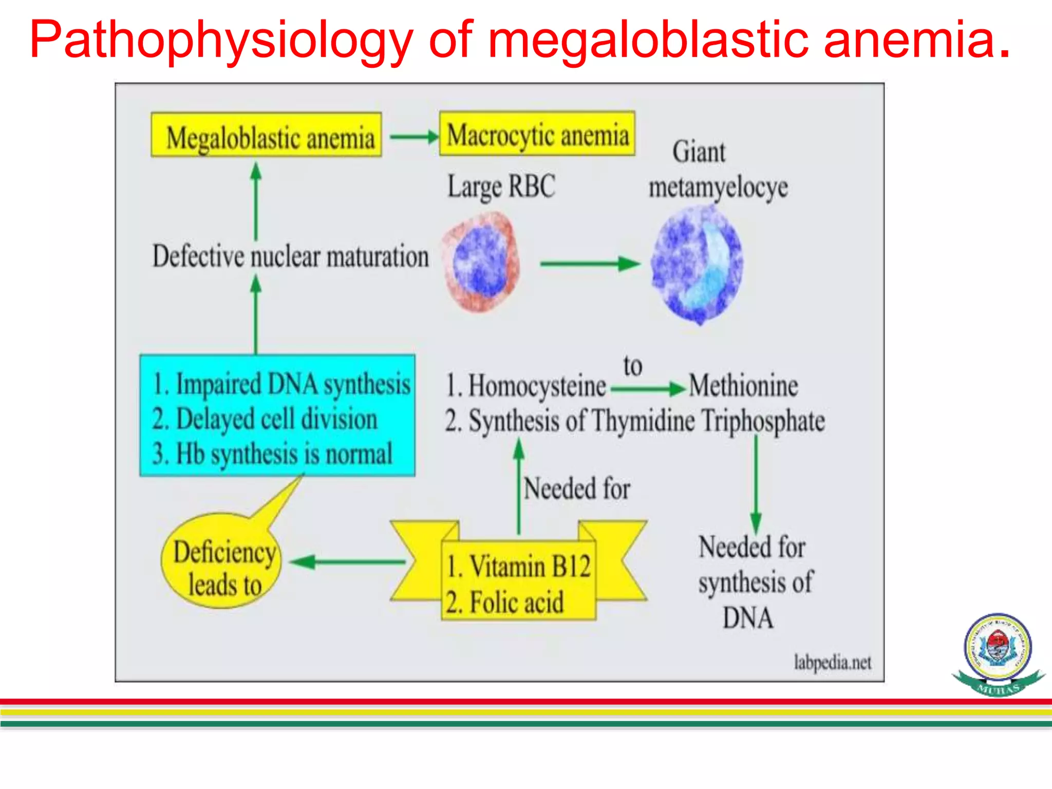 Anaemia pathology ppt | PPTX