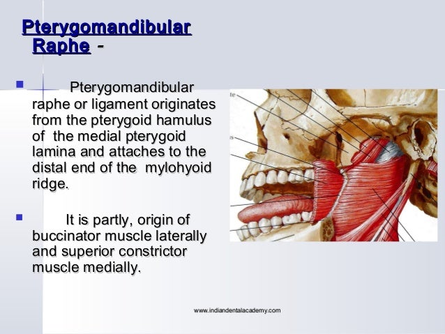 Pterygomandibular Ligament Anatomy, Head And Neck, Medial Pterygoid