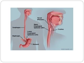 final anatomy of esophagus.pptx