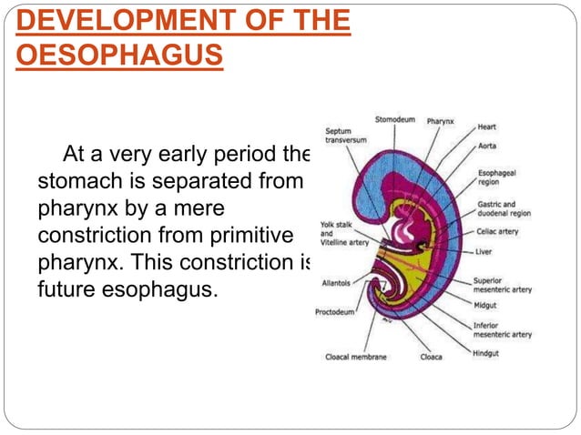 final anatomy of esophagus.pptx