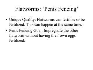 Animal Project: Dr. Terdal | PPTX