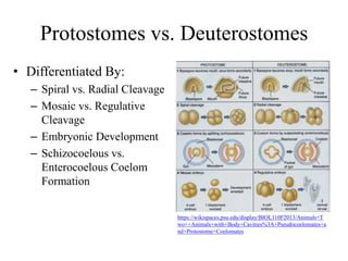 Animal Project: Dr. Terdal | PPTX