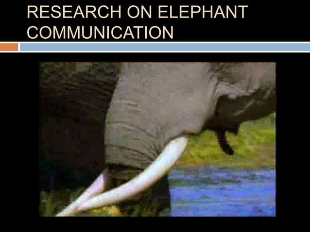 Animals Communication | PPTX