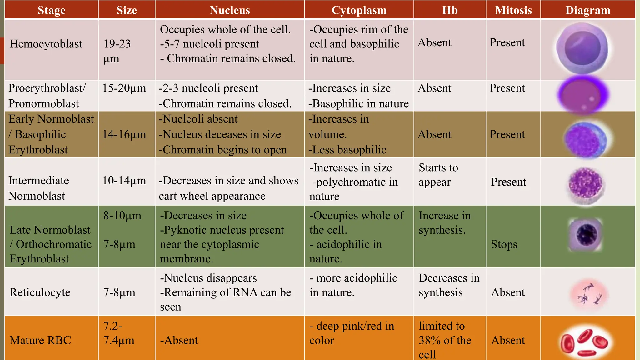 Erythropoiesis and reticulatocyte countppt.pptx