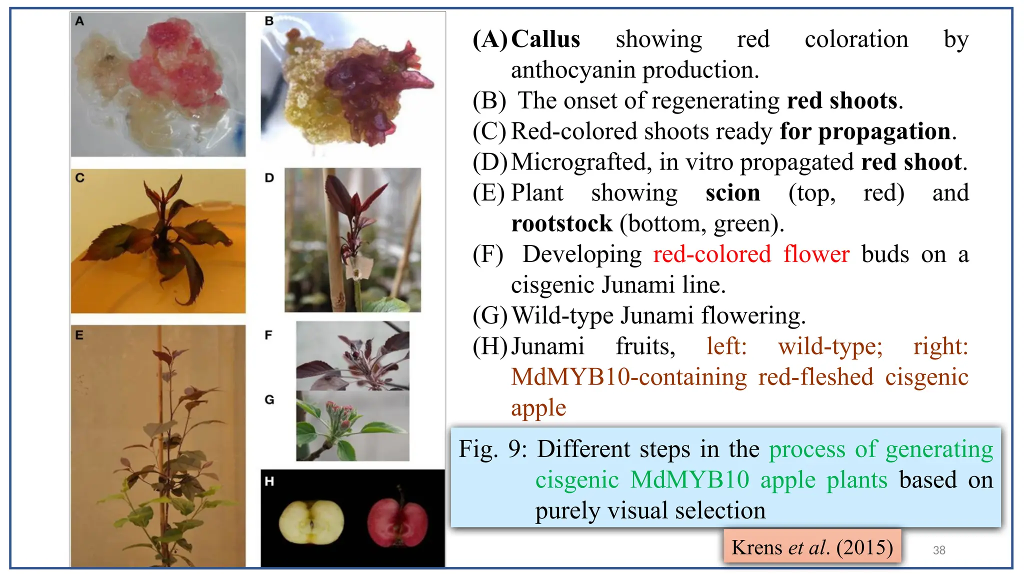 Cisgenics sustainable approach for fruit crops | PPTX