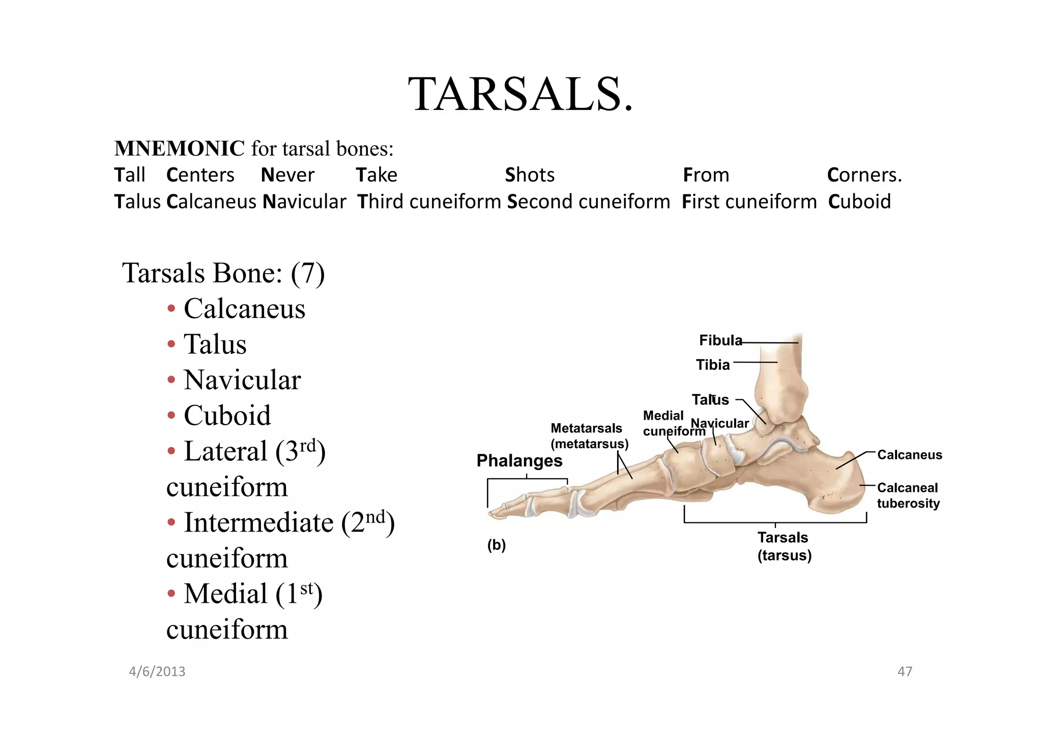 Final apendicular skeleton (lower limbs). | PDF