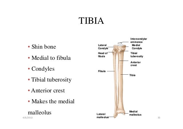 Final apendicular skeleton (lower limbs).