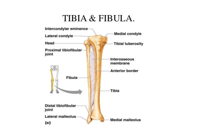 Final apendicular skeleton (lower limbs).
