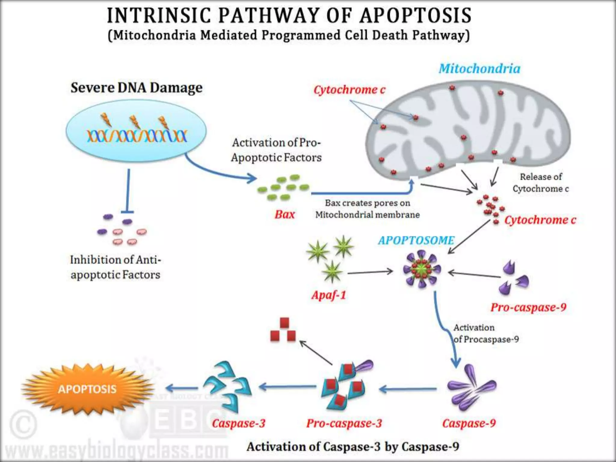 Apoptosis definition, mechanism , Apoptosis vs necrosis, Assays of ...