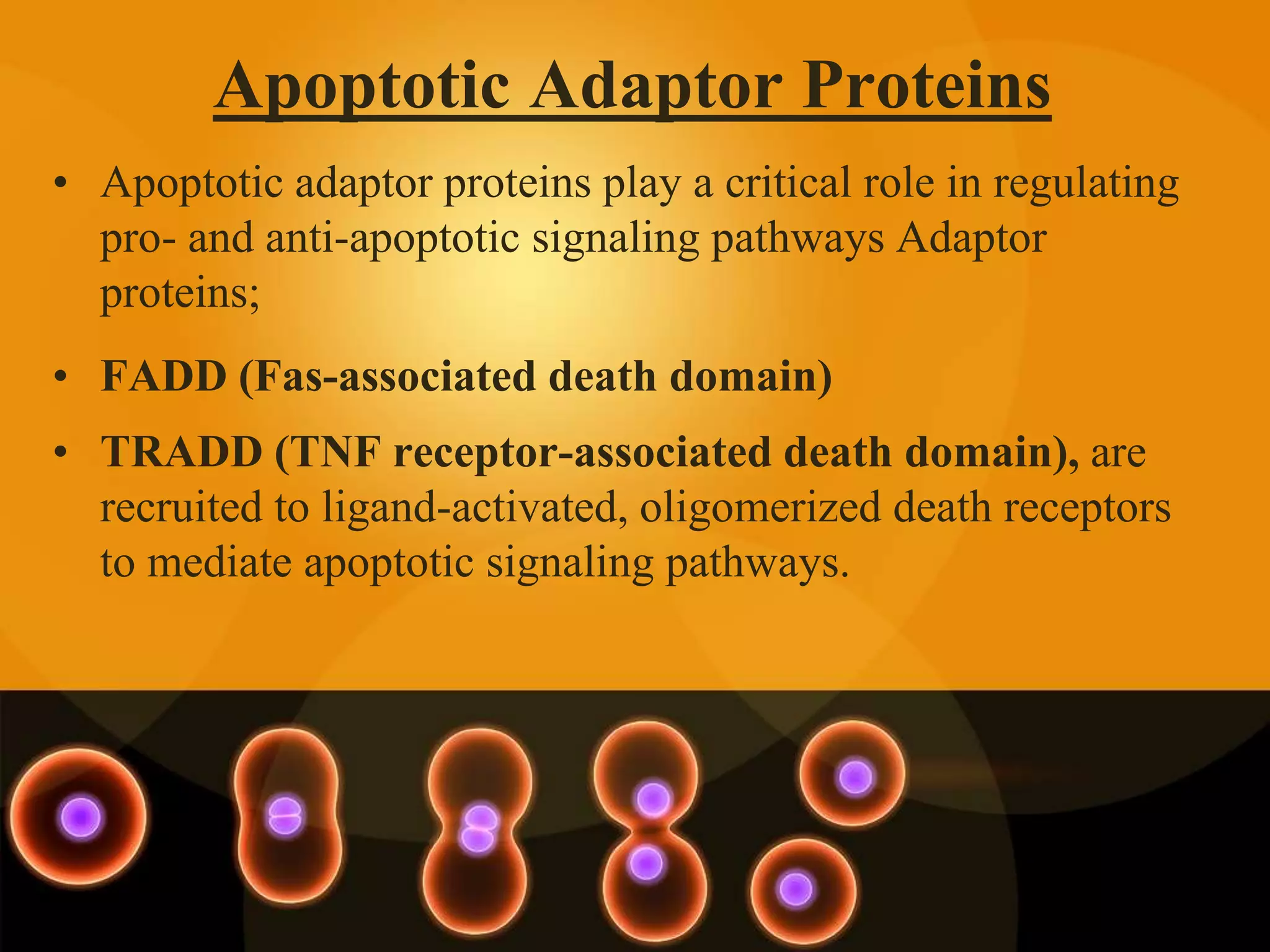 Apoptosis definition, mechanism , Apoptosis vs necrosis, Assays of ...
