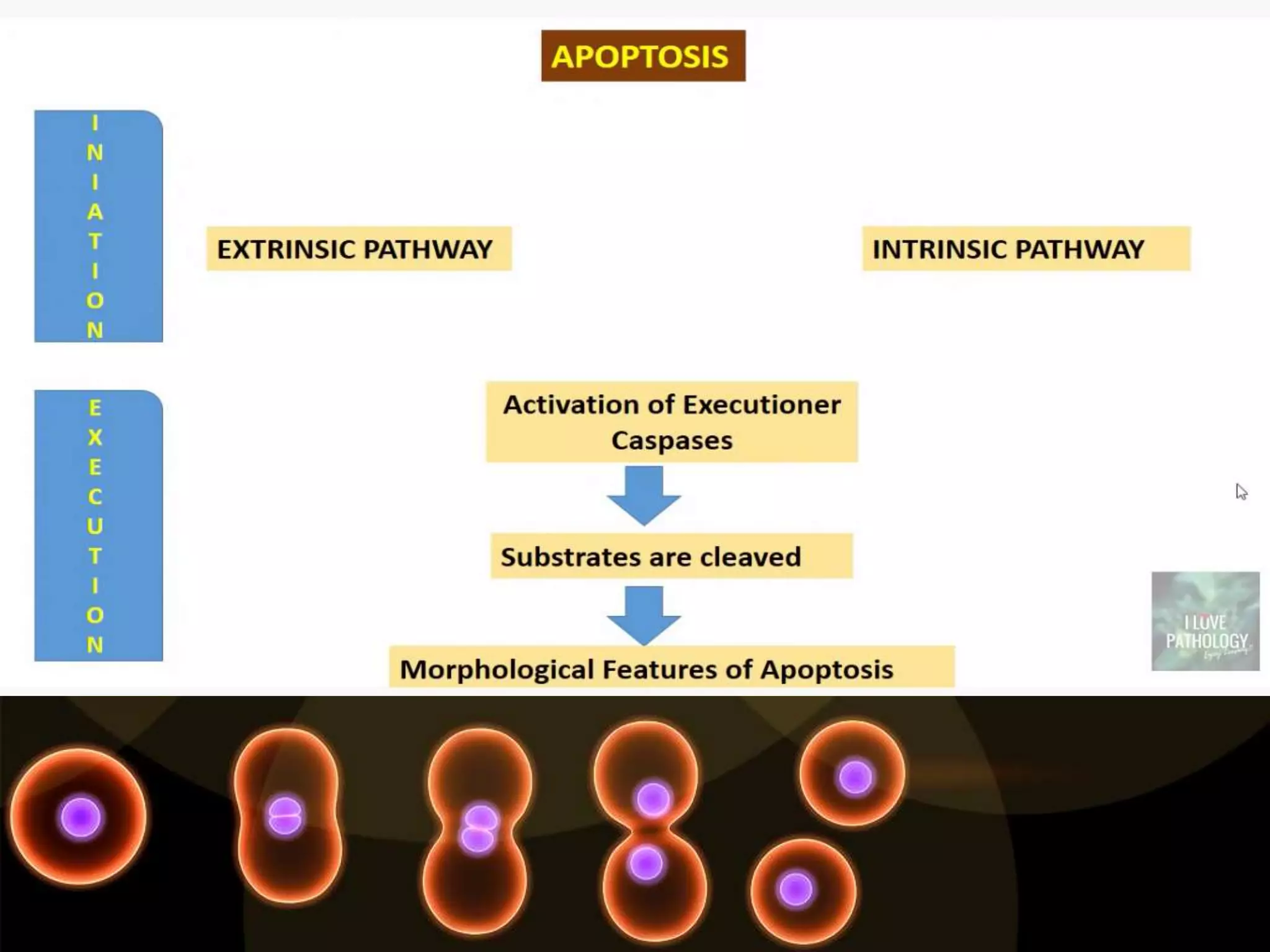 Apoptosis definition, mechanism , Apoptosis vs necrosis, Assays of ...