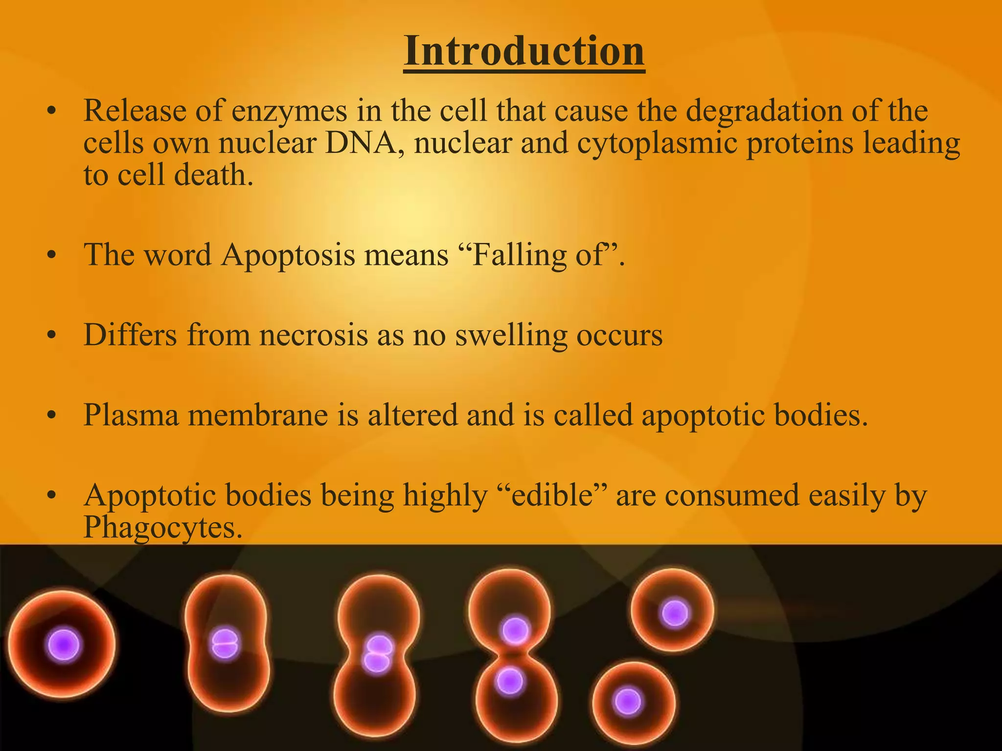 Apoptosis definition, mechanism , Apoptosis vs necrosis, Assays of ...