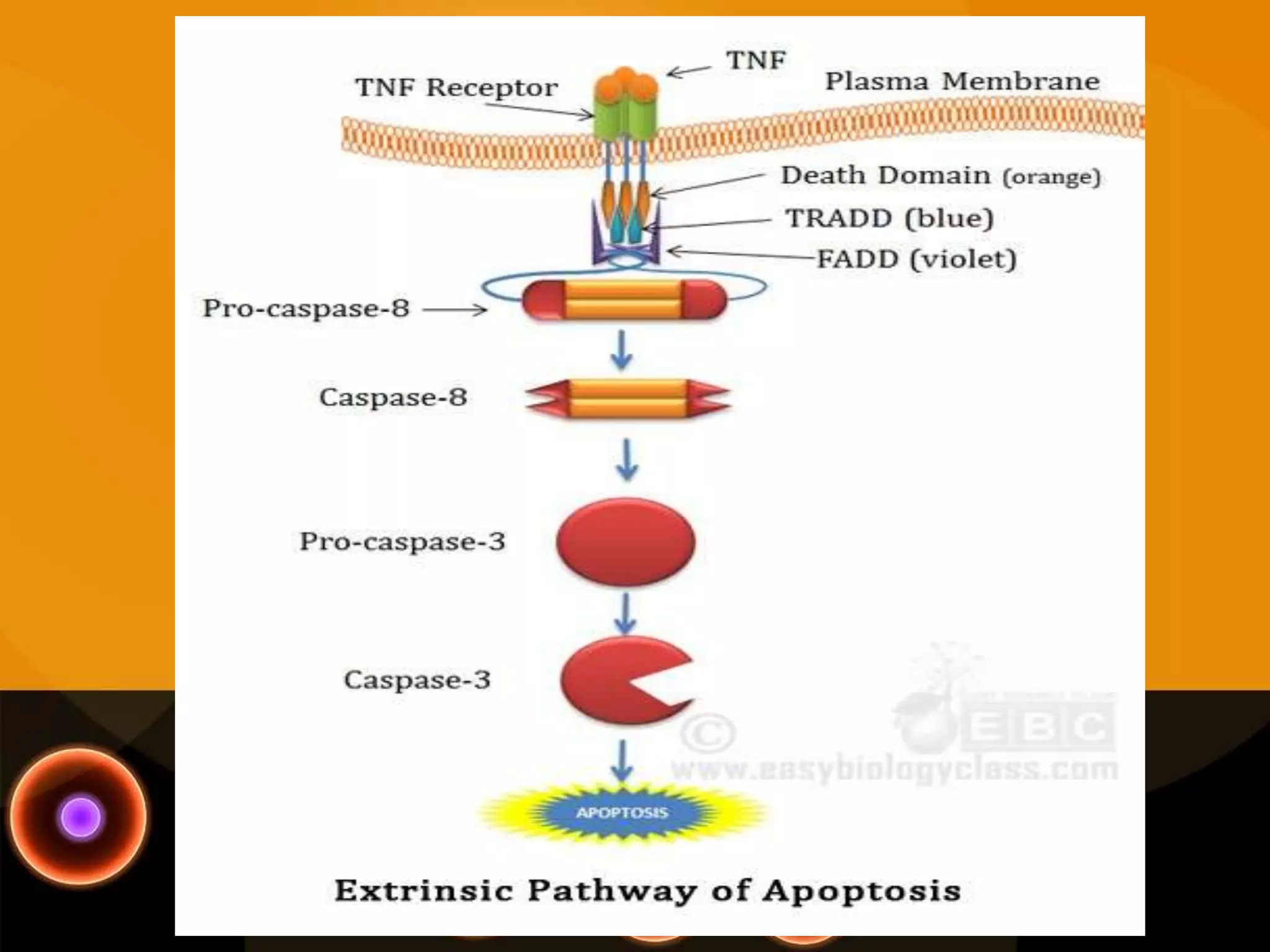 Apoptosis definition, mechanism , Apoptosis vs necrosis, Assays of ...