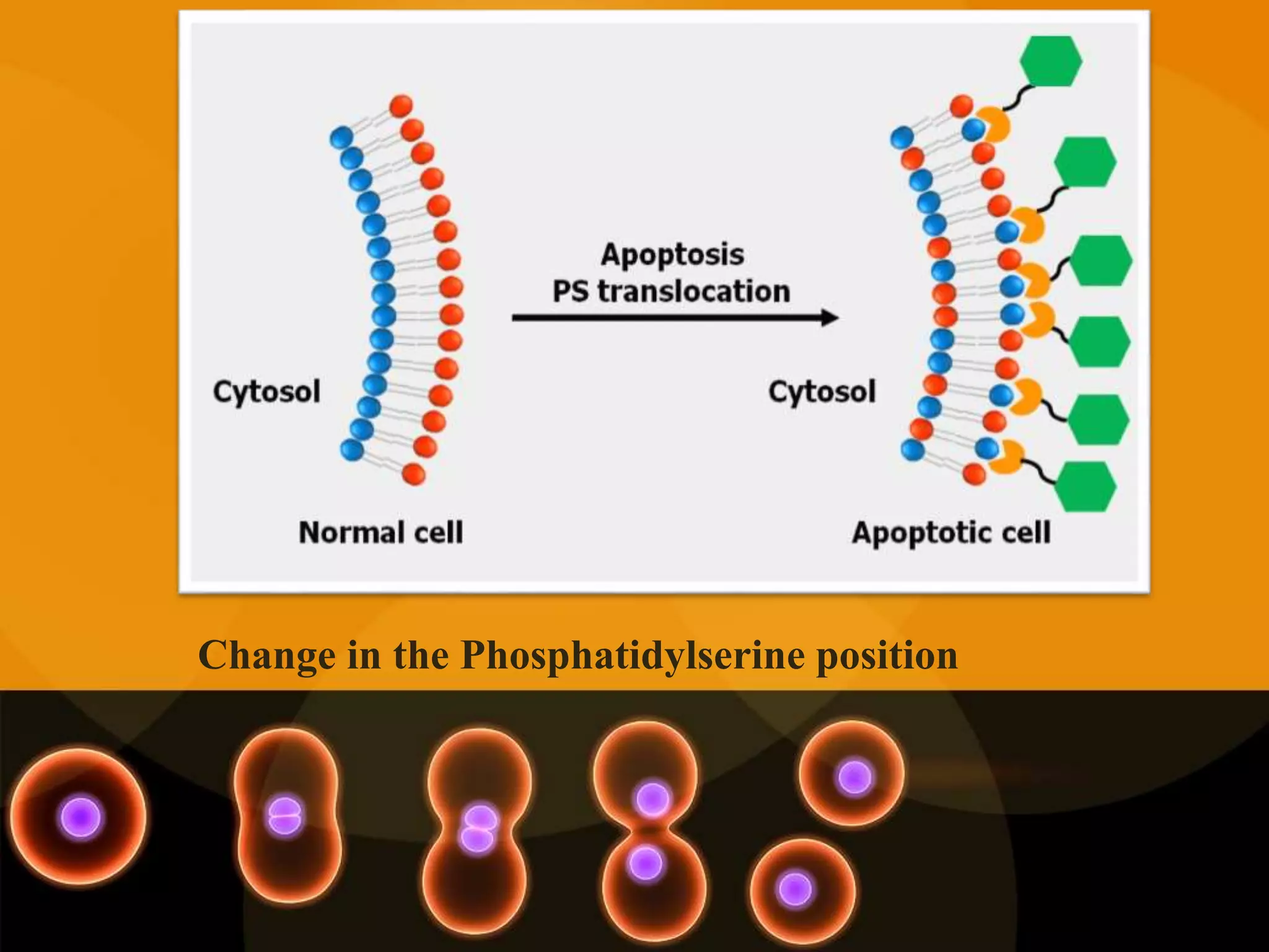 Apoptosis definition, mechanism , Apoptosis vs necrosis, Assays of ...