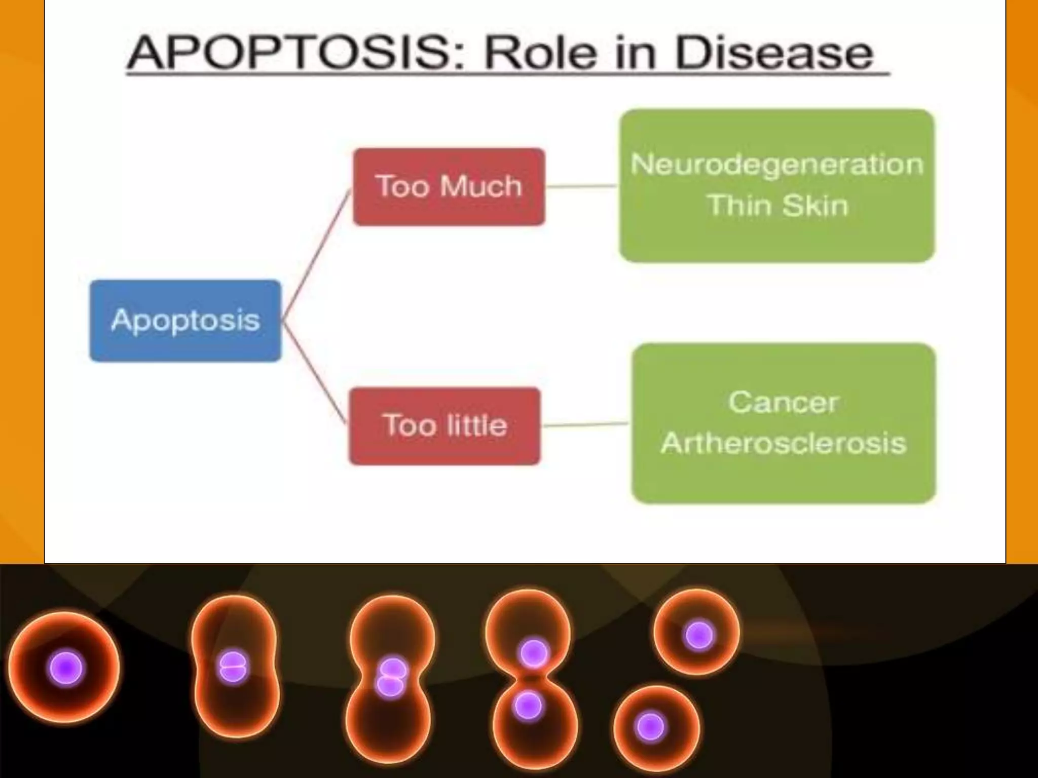 Apoptosis definition, mechanism , Apoptosis vs necrosis, Assays of ...