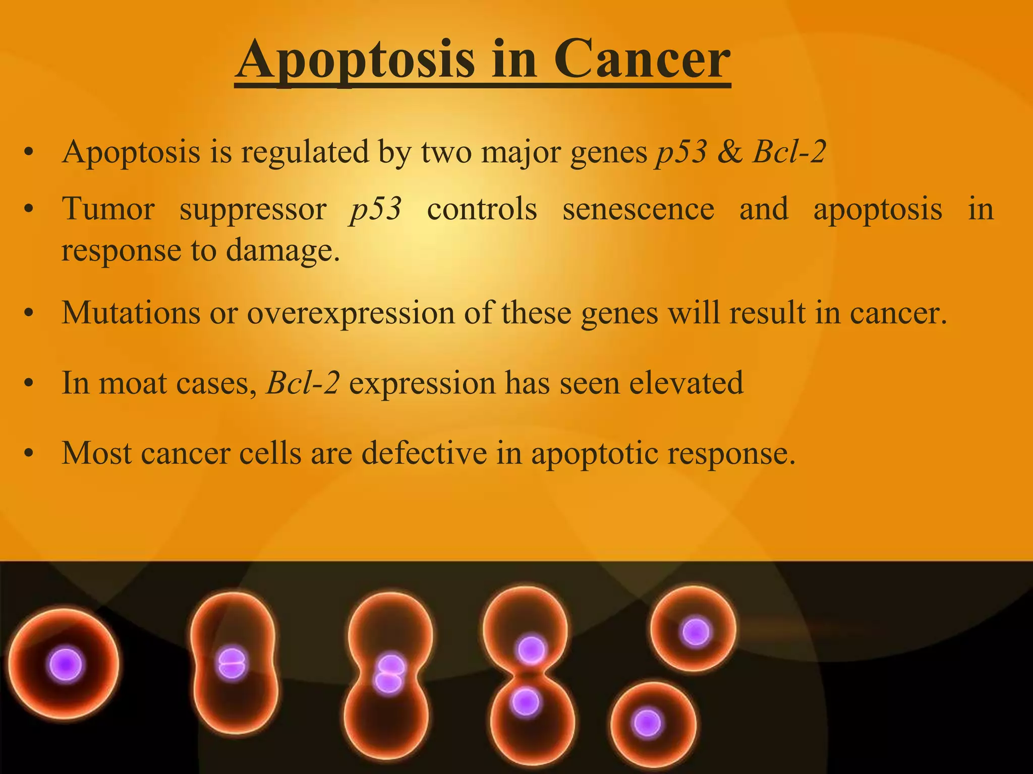 Apoptosis definition, mechanism , Apoptosis vs necrosis, Assays of ...