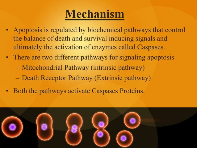 Apoptosis definition, mechanism , Apoptosis vs necrosis, Assays of ...