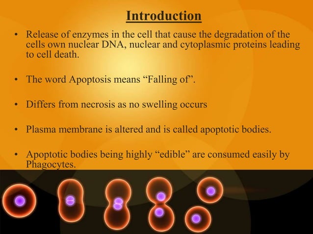 Apoptosis definition, mechanism , Apoptosis vs necrosis, Assays of ...