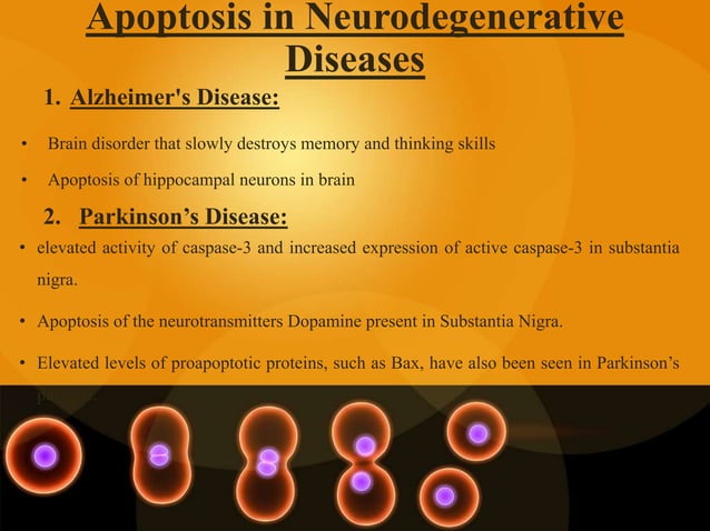 Apoptosis definition, mechanism , Apoptosis vs necrosis, Assays of ...