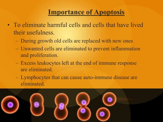 Apoptosis definition, mechanism , Apoptosis vs necrosis, Assays of ...