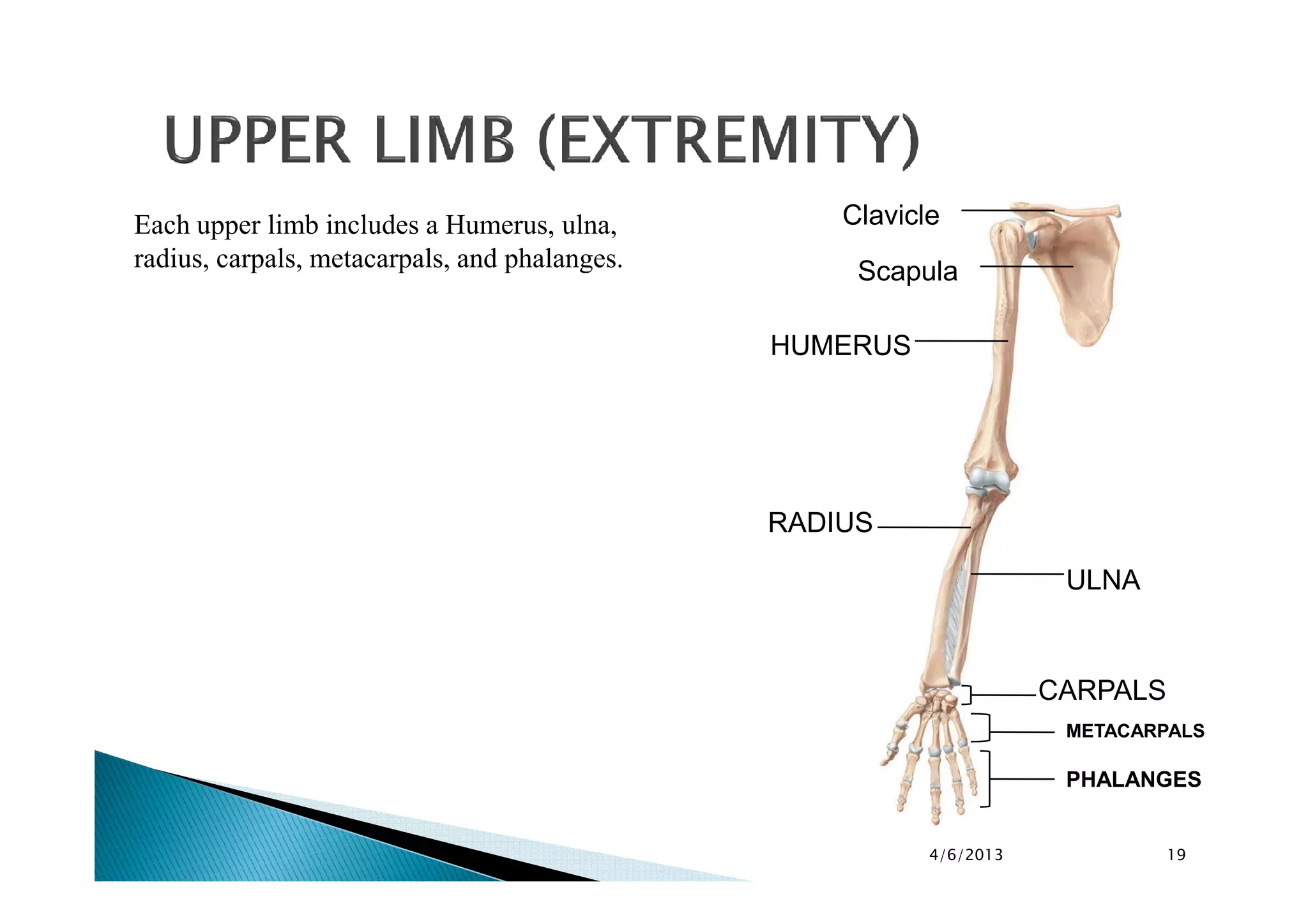 Final appendicular skeleton(upper limbs). | PDF