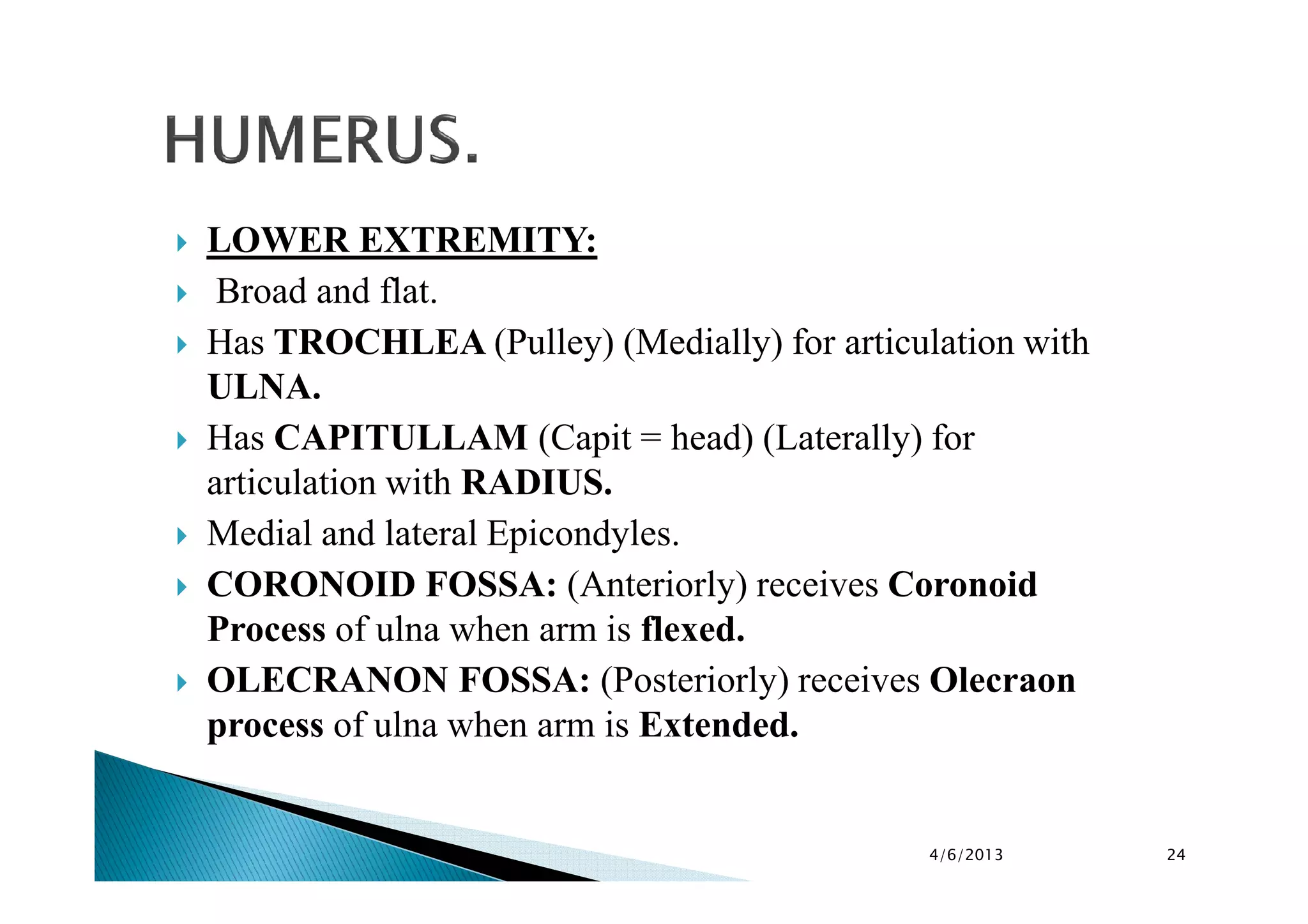 Final appendicular skeleton(upper limbs). | PDF