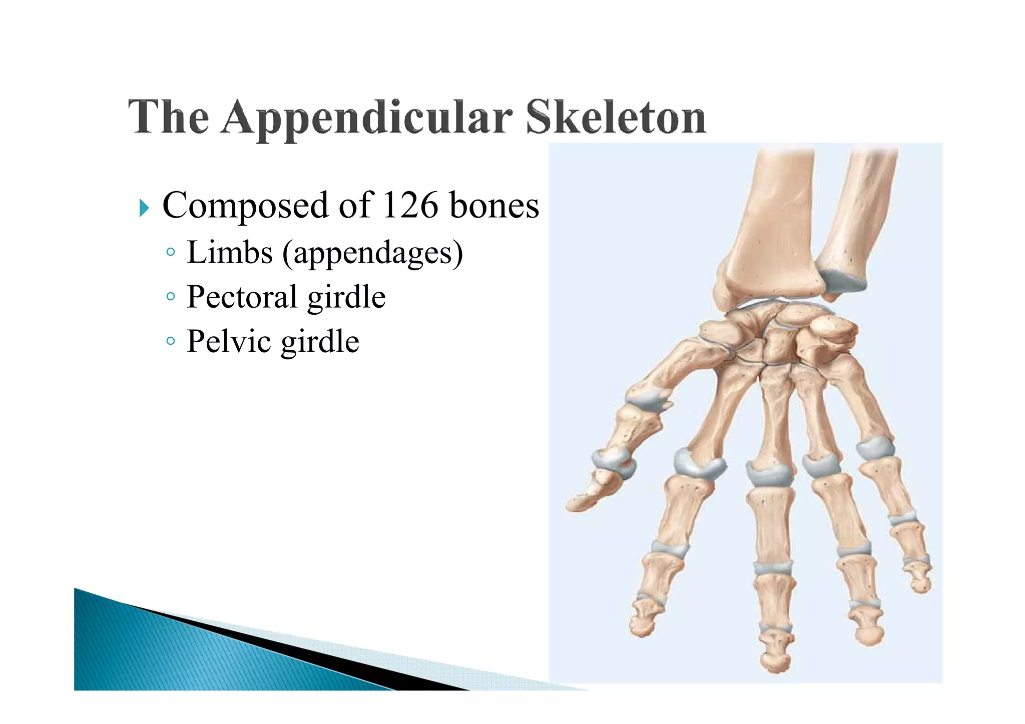 Final appendicular skeleton(upper limbs). | PDF