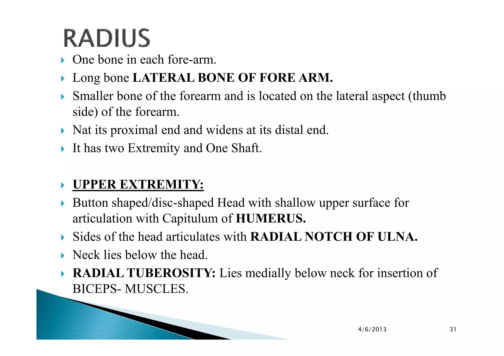 Final appendicular skeleton(upper limbs). | PDF
