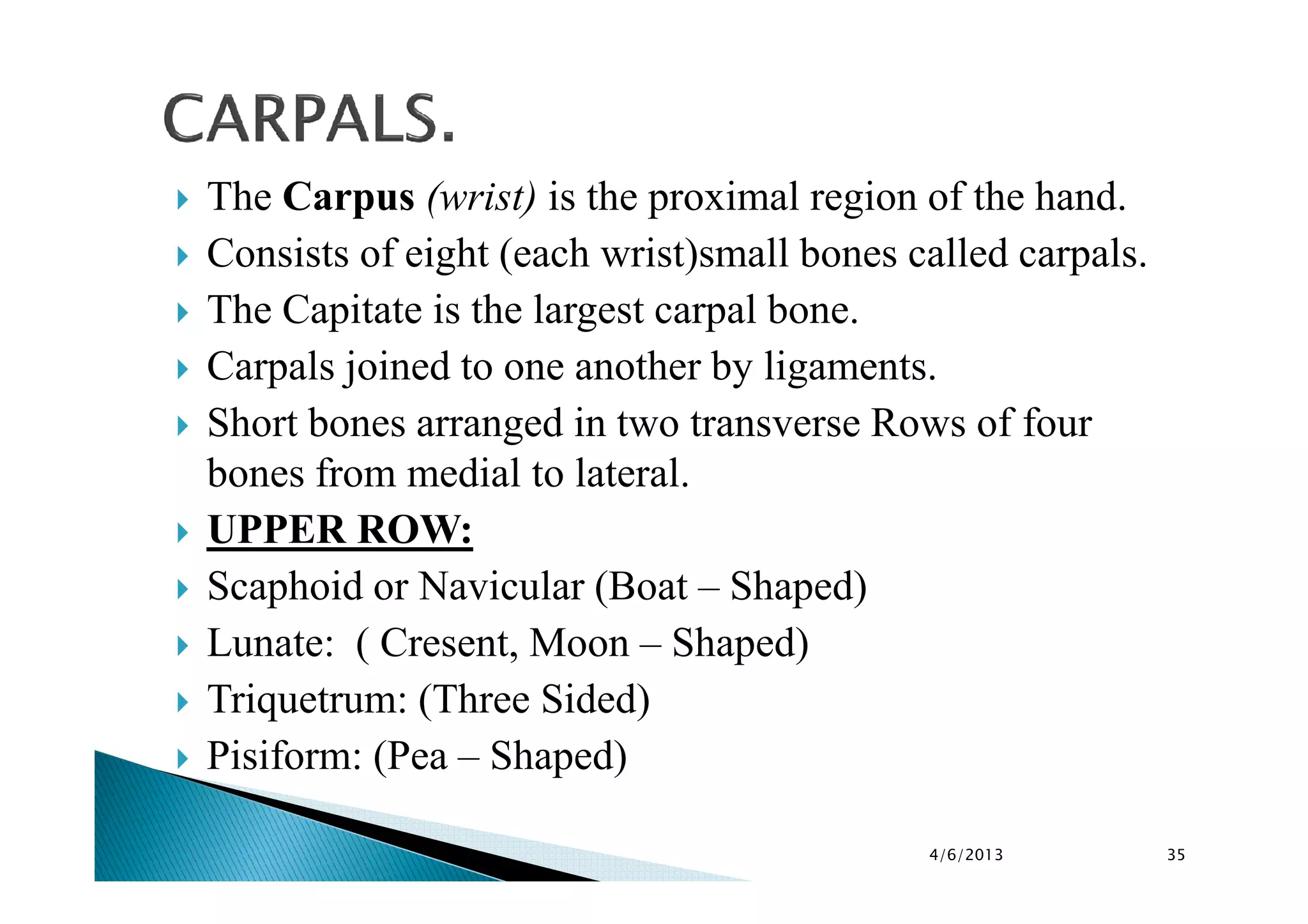 Final appendicular skeleton(upper limbs). | PDF