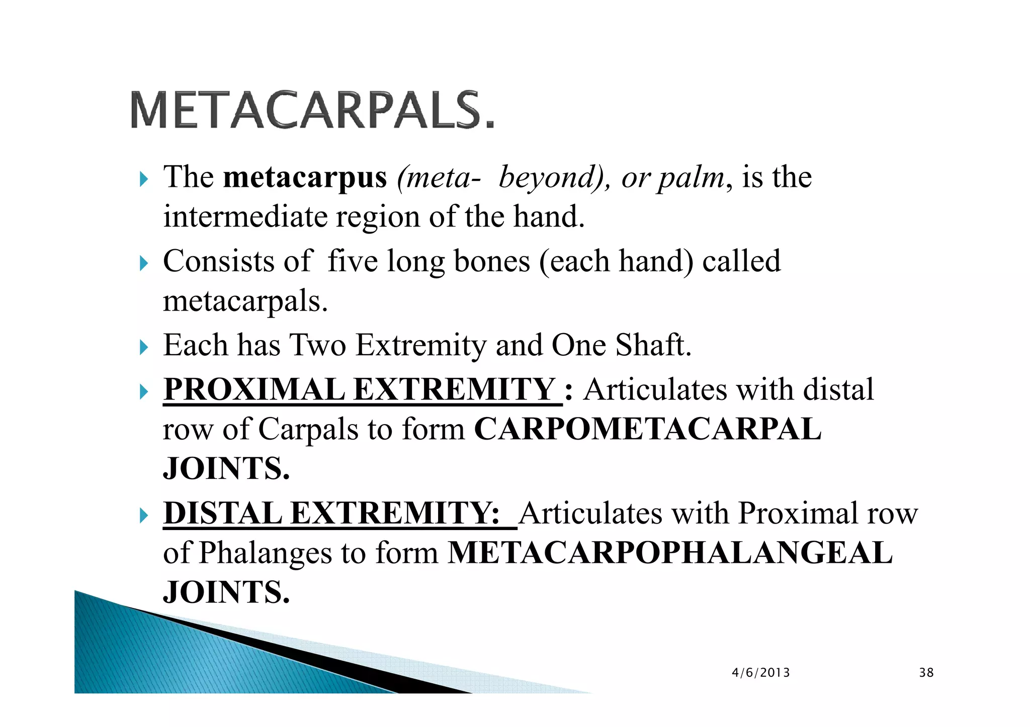 Final appendicular skeleton(upper limbs). | PDF