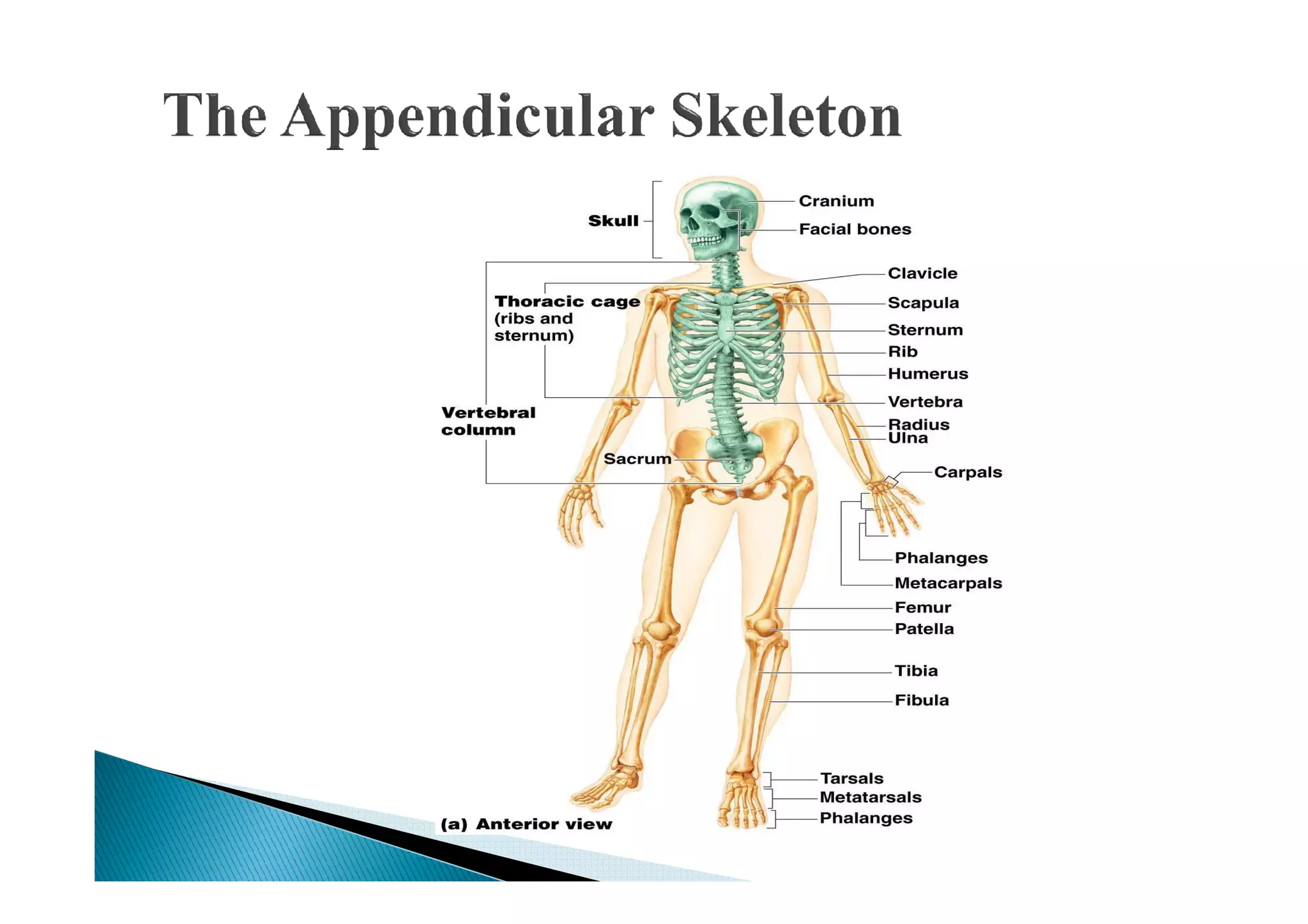 Final appendicular skeleton(upper limbs). | PDF