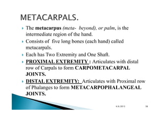 Final appendicular skeleton(upper limbs). | PDF